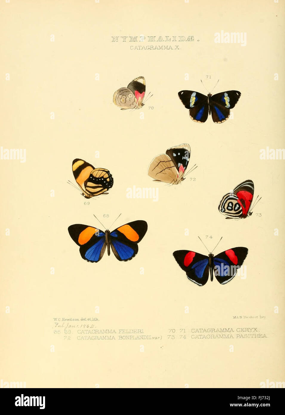 An exploration of newly discovered species of exotic butterflies ...