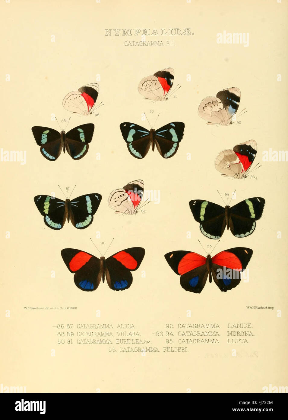 An illustration from 'Illustrations of New Species of Exotic ...