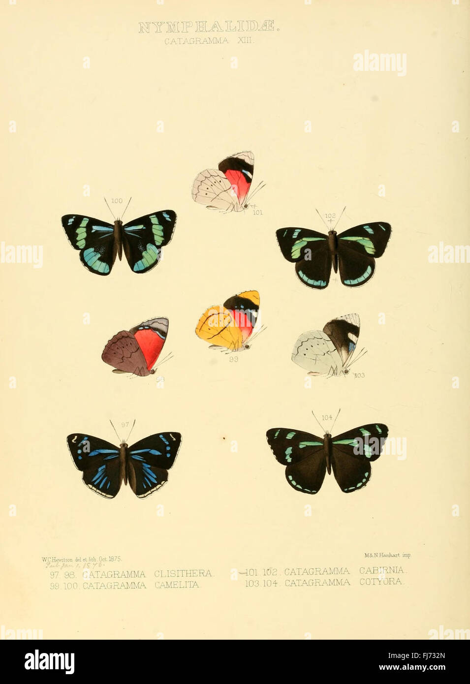 Illustrations of new species of exotic butterflies (Nymphalidae ...