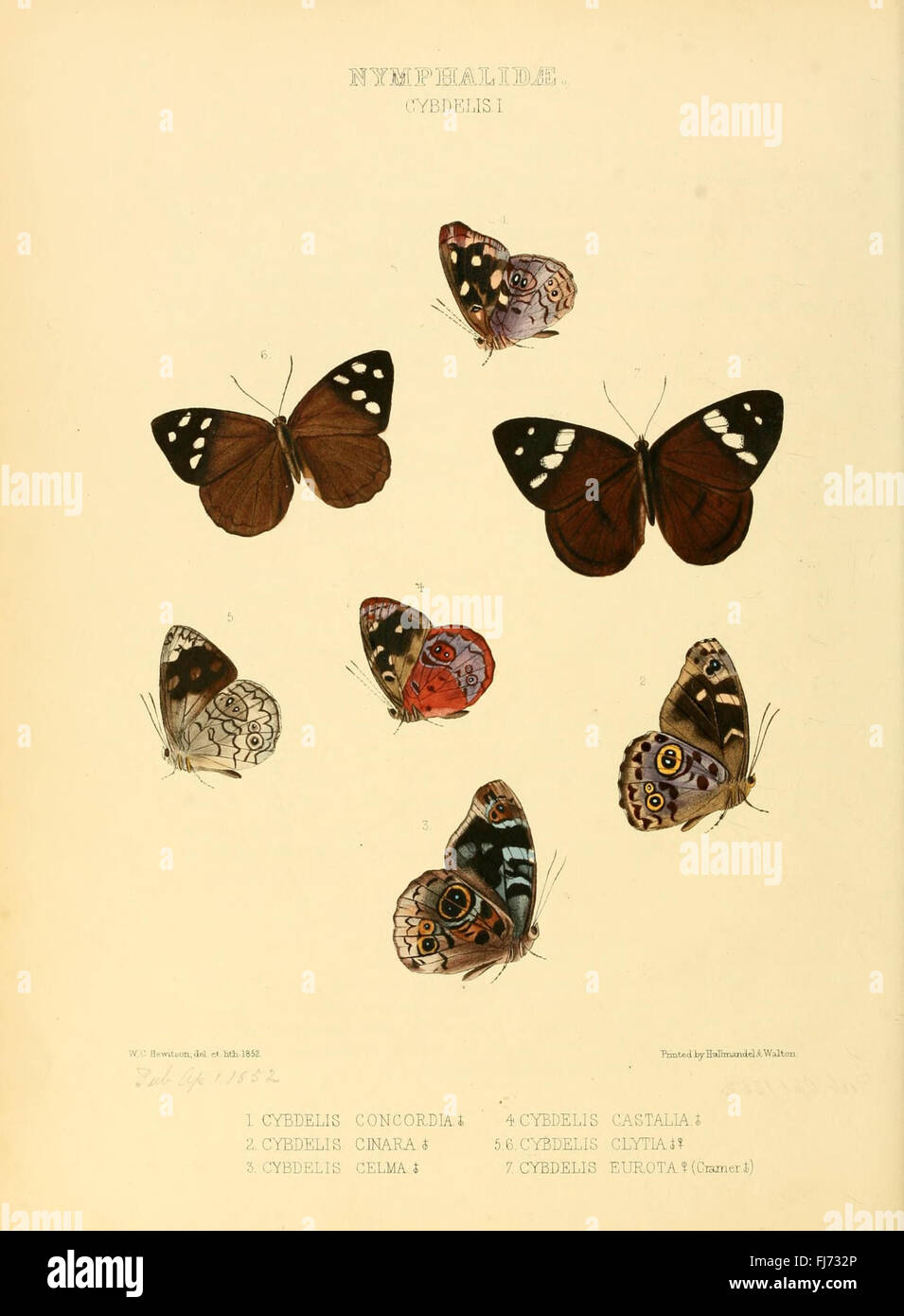 An illustrated work depicting new species of exotic butterflies from ...