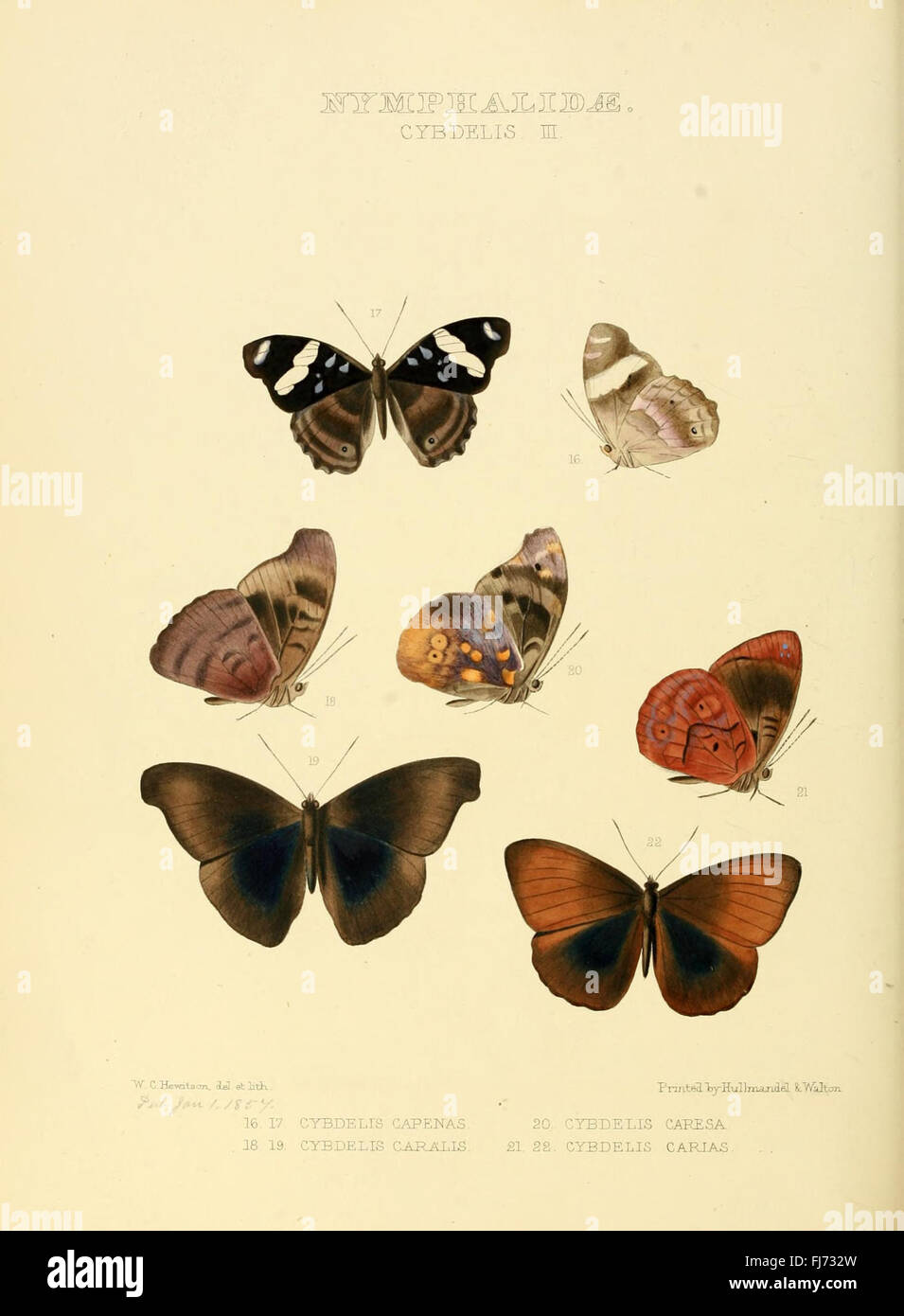 Illustrations of New Species of Exotic Butterflies, Nymphalidae ...