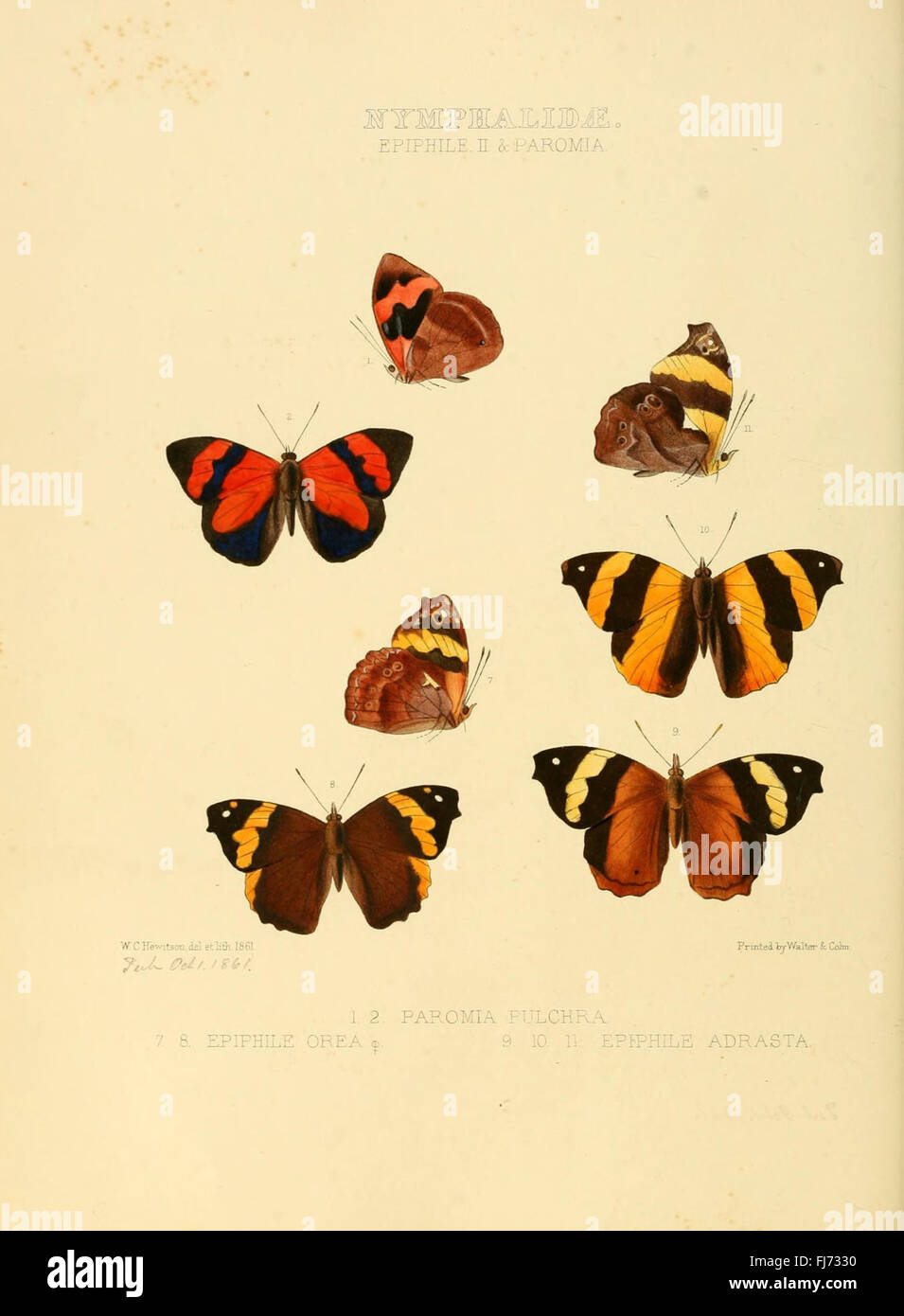 Illustrations of new species of exotic butterflies (Nymphalidae ...
