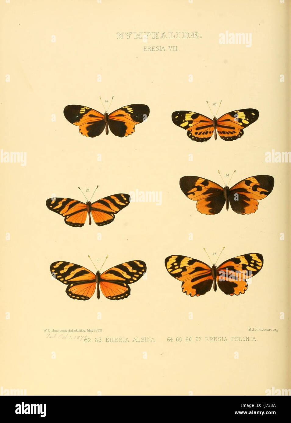 An illustrated catalog showcasing new species of exotic butterflies ...
