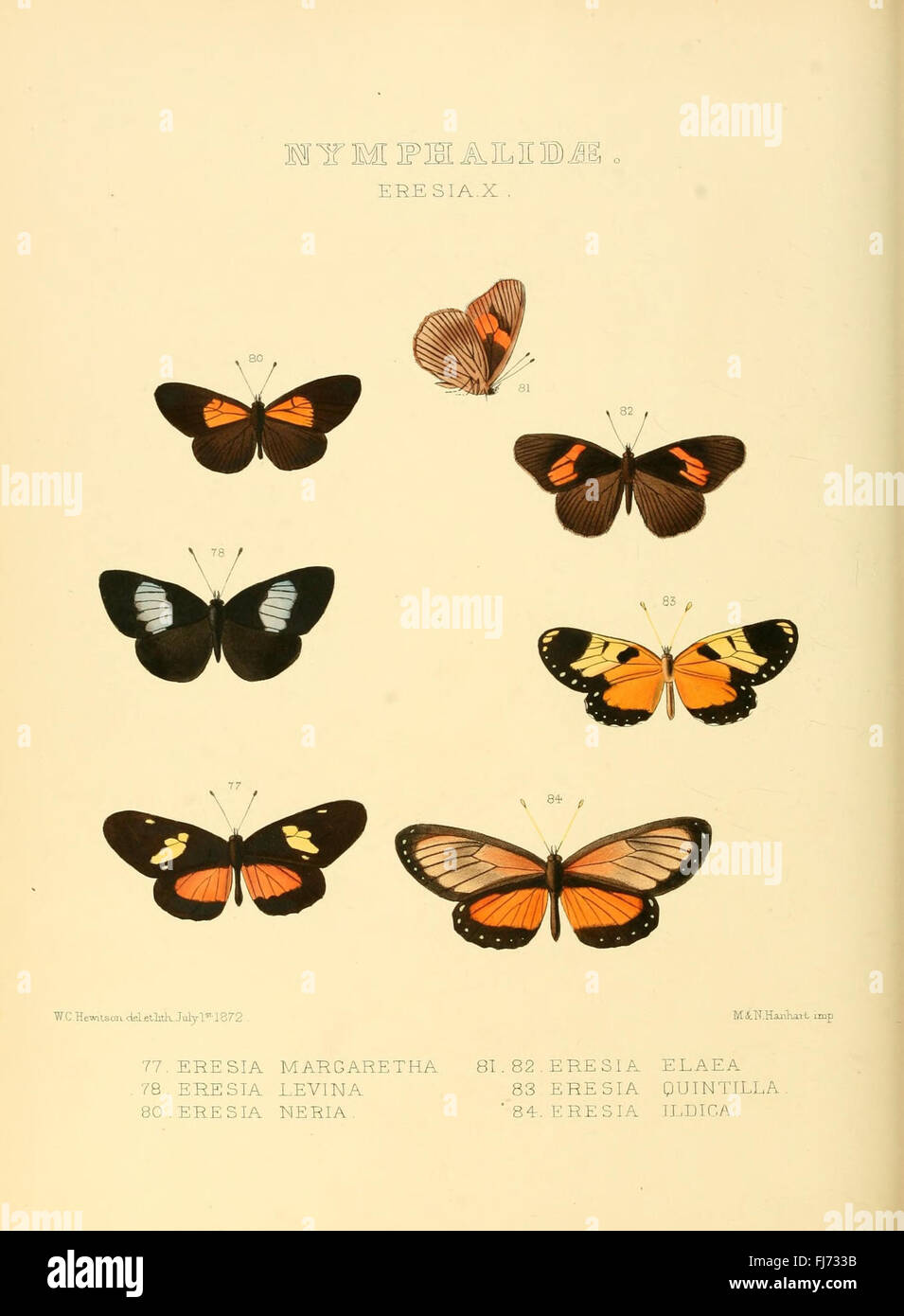 An illustration of a new species of exotic butterflies, specifically ...