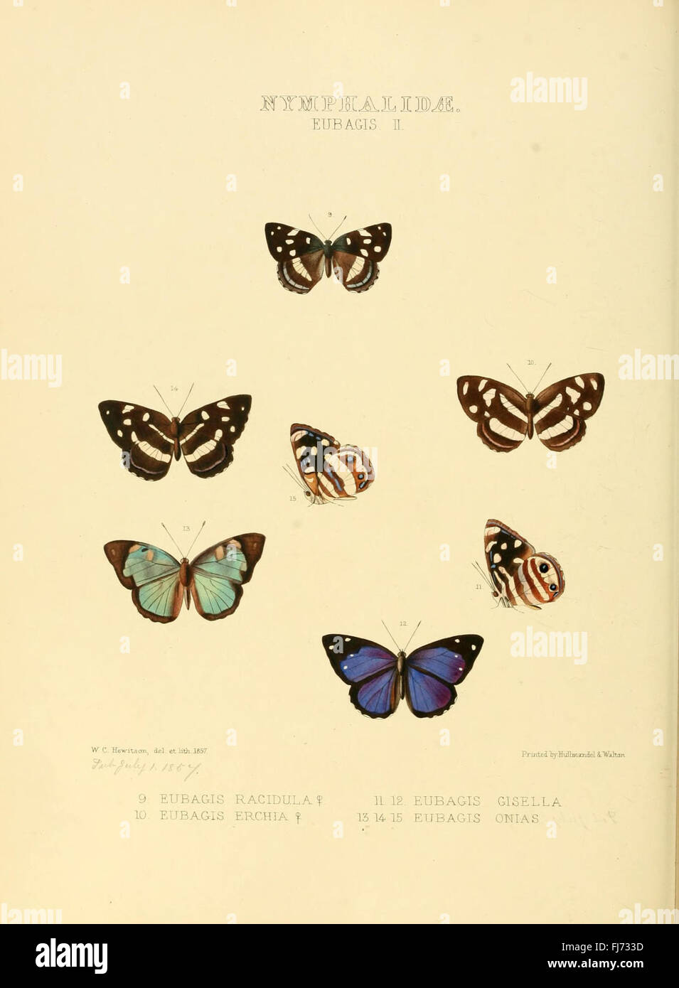 Illustrations of new species of exotic butterflies (Nymphalidae ...