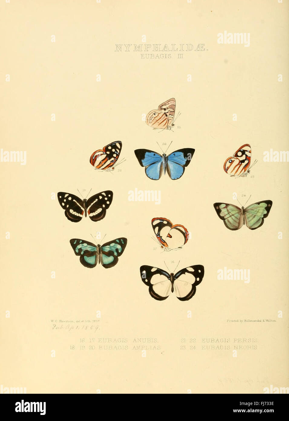 A work featuring new species of exotic butterflies from the Nymphalidae ...