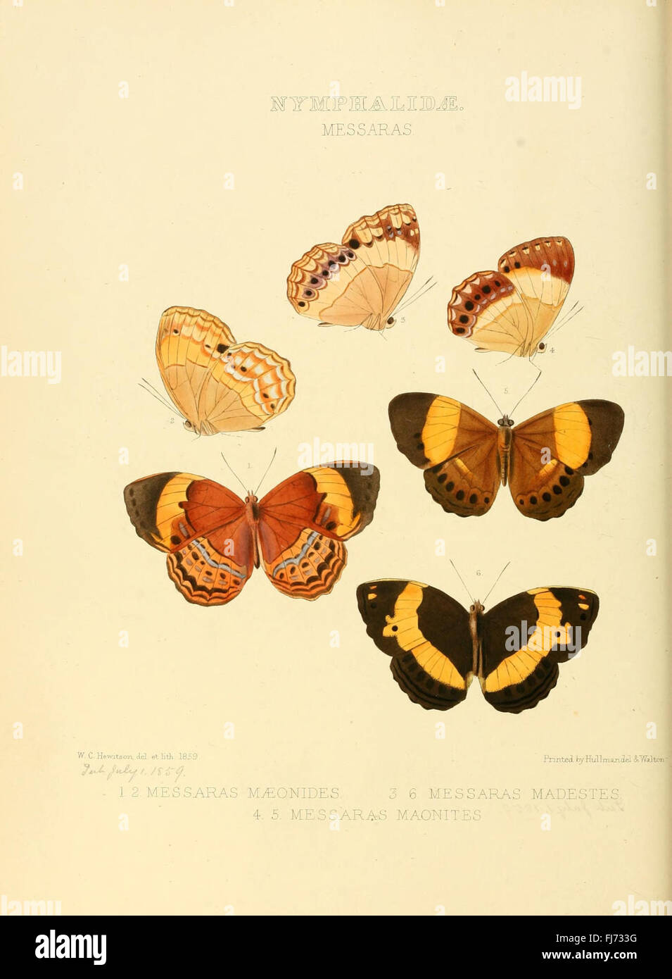 An illustrated study of new species of exotic butterflies from the ...