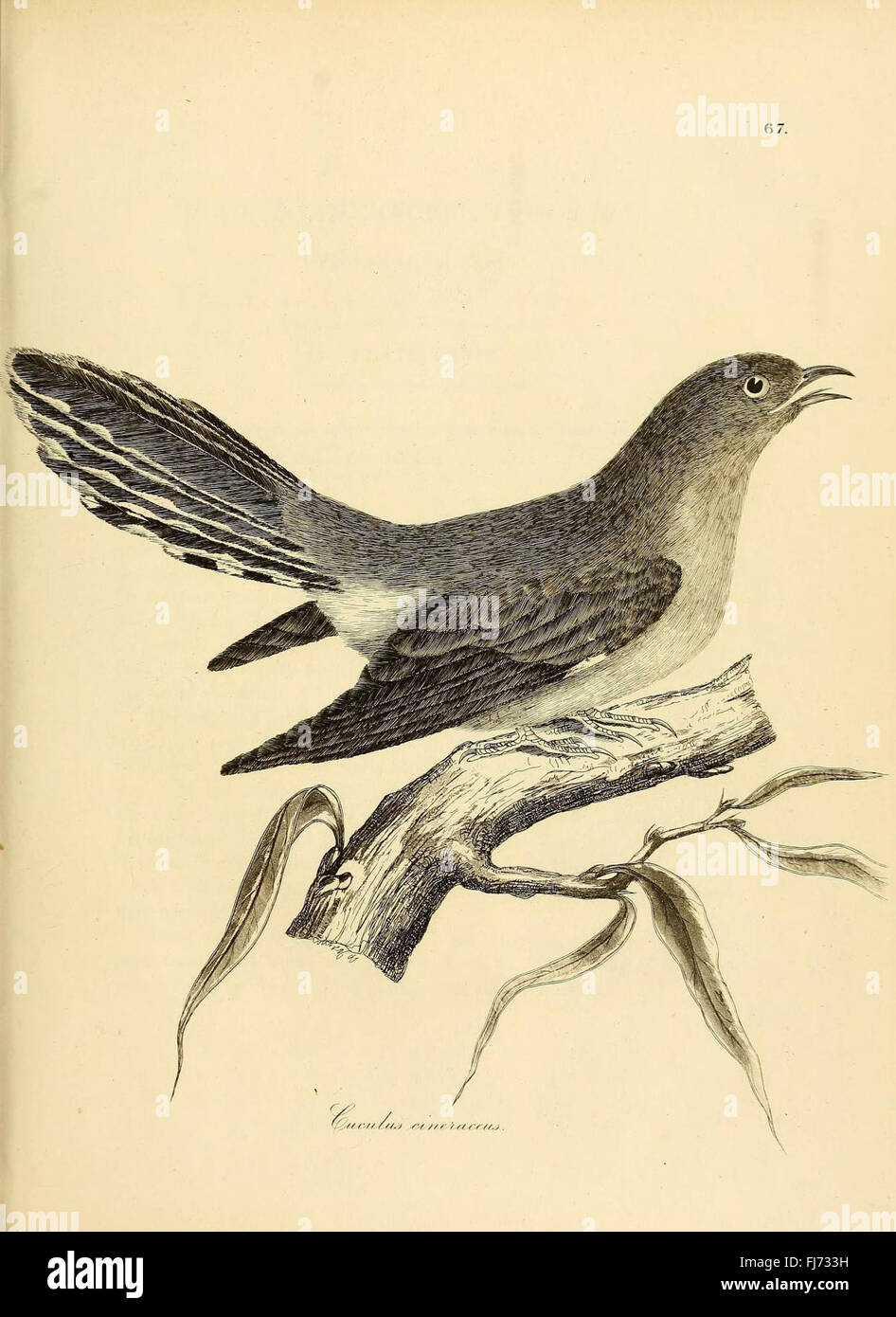 Illustrations of ornithology ,Arsenic compounds Birds Collection and ...