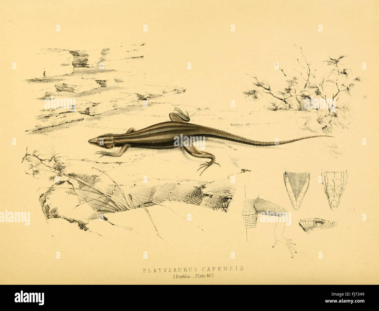 Illustrations of the Zoology of South Africa, featuring a diverse array ...