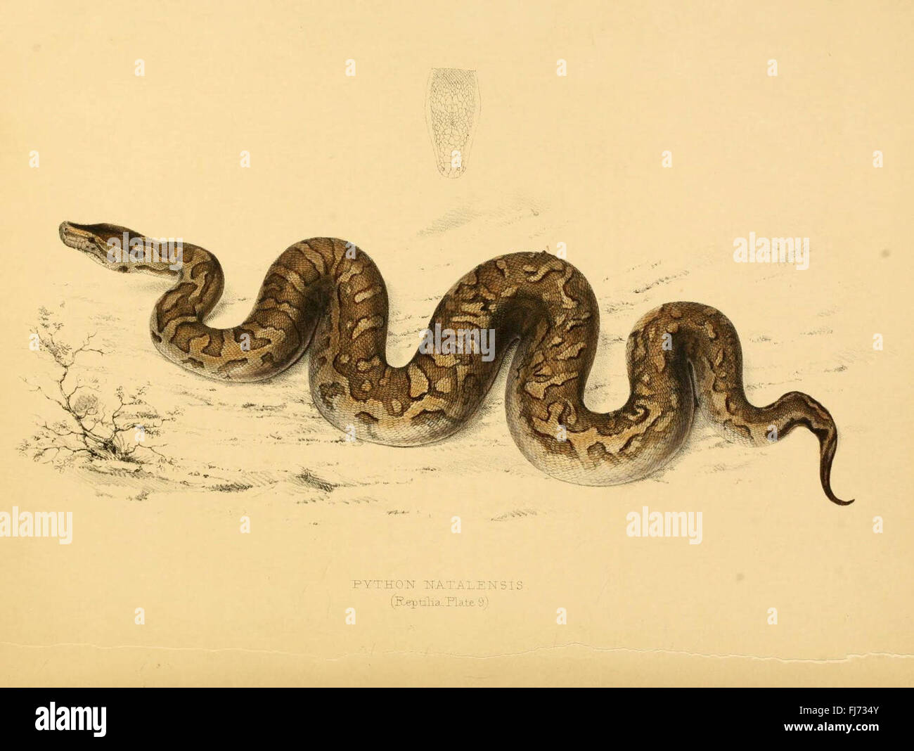 Illustrations of the zoology of South Africa ,SIL Smithsonian ...