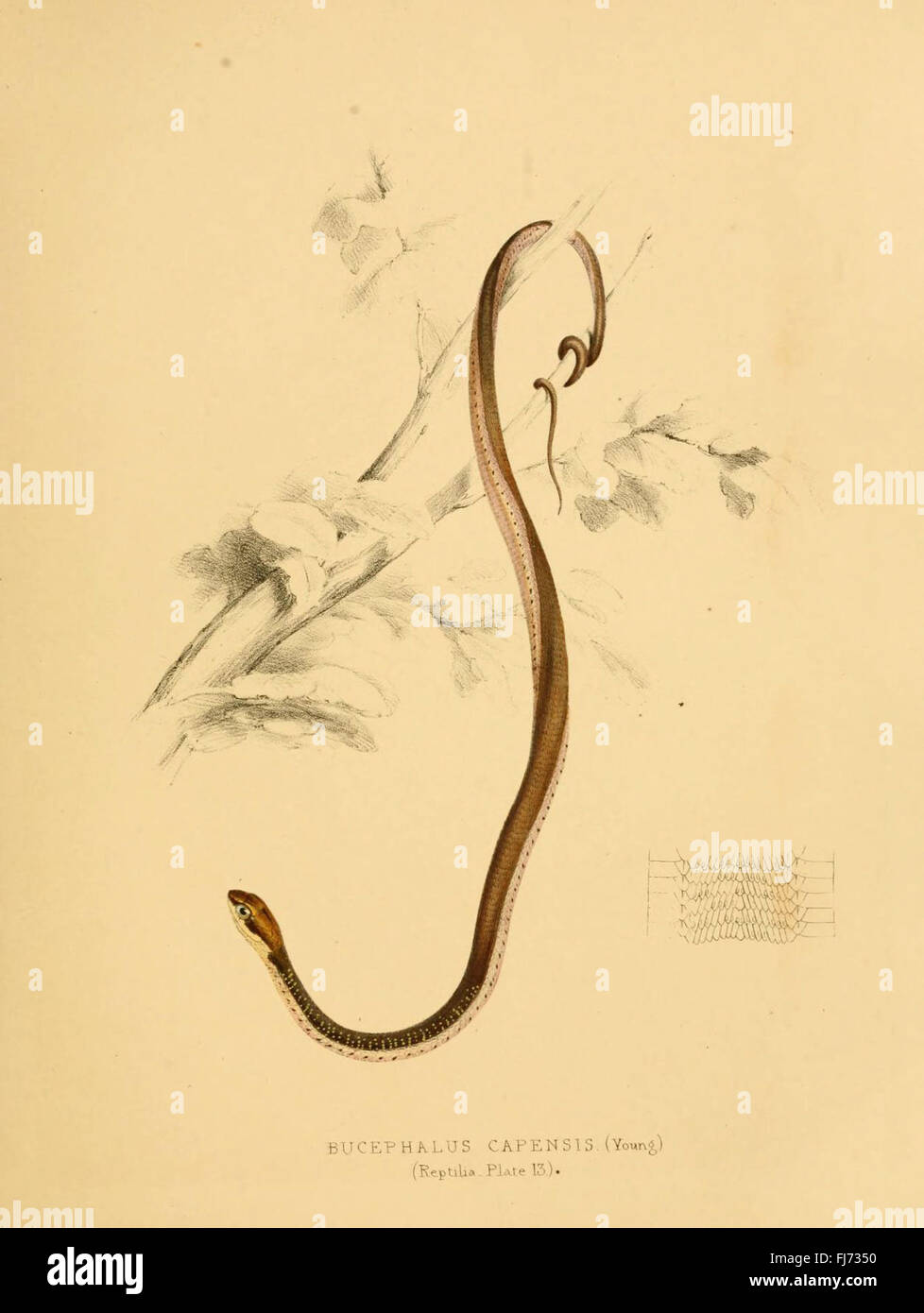 This work presents detailed zoological illustrations of South Africa's ...