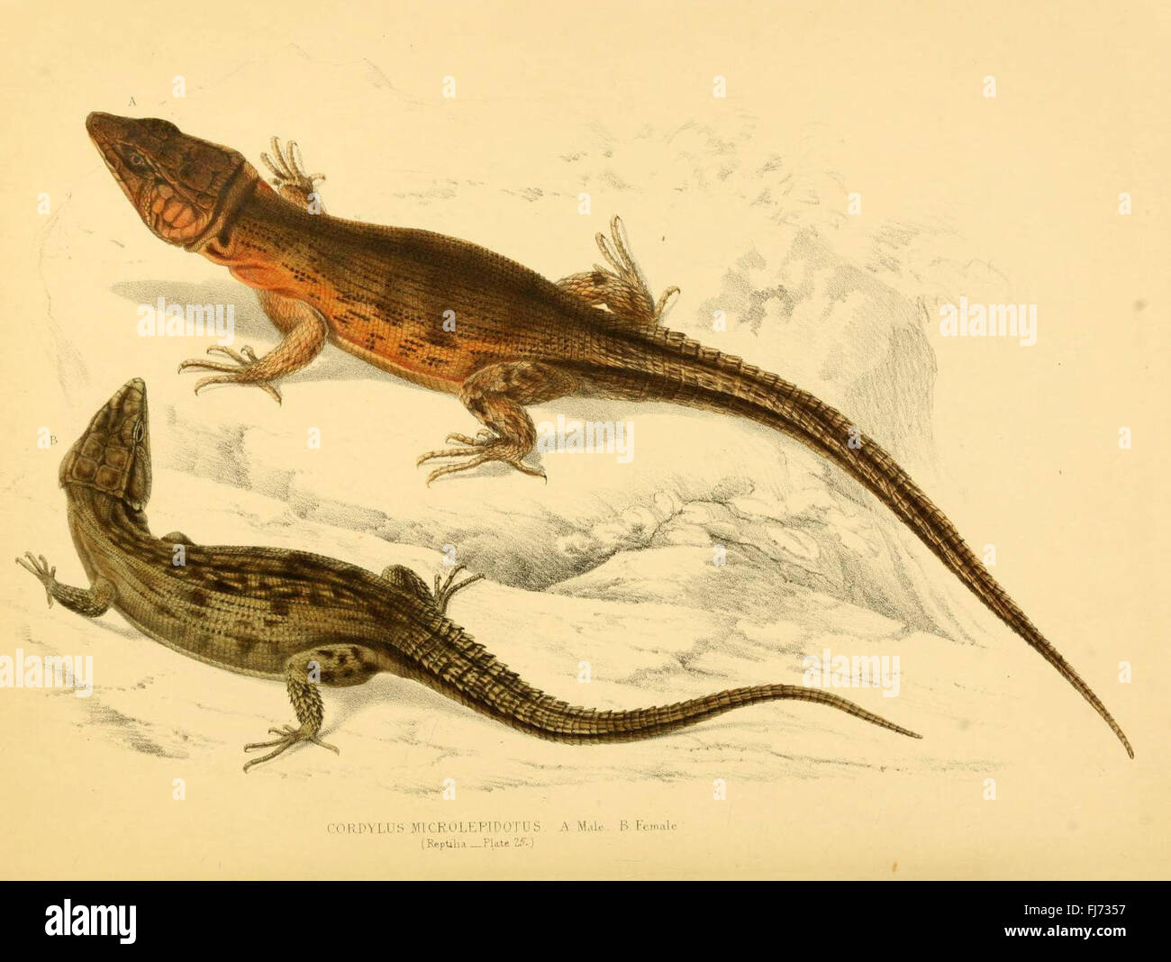 South Africa, zoology, animal species, wildlife, natural history, South ...