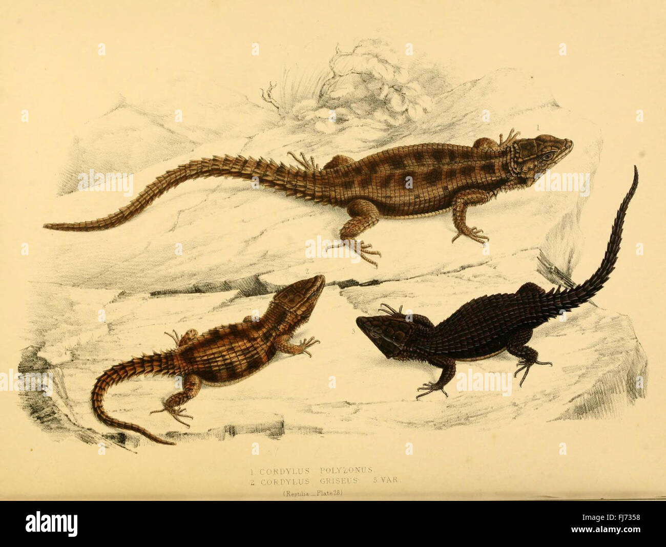Illustrations of the Zoology of South Africa, SIL Smithsonian ...