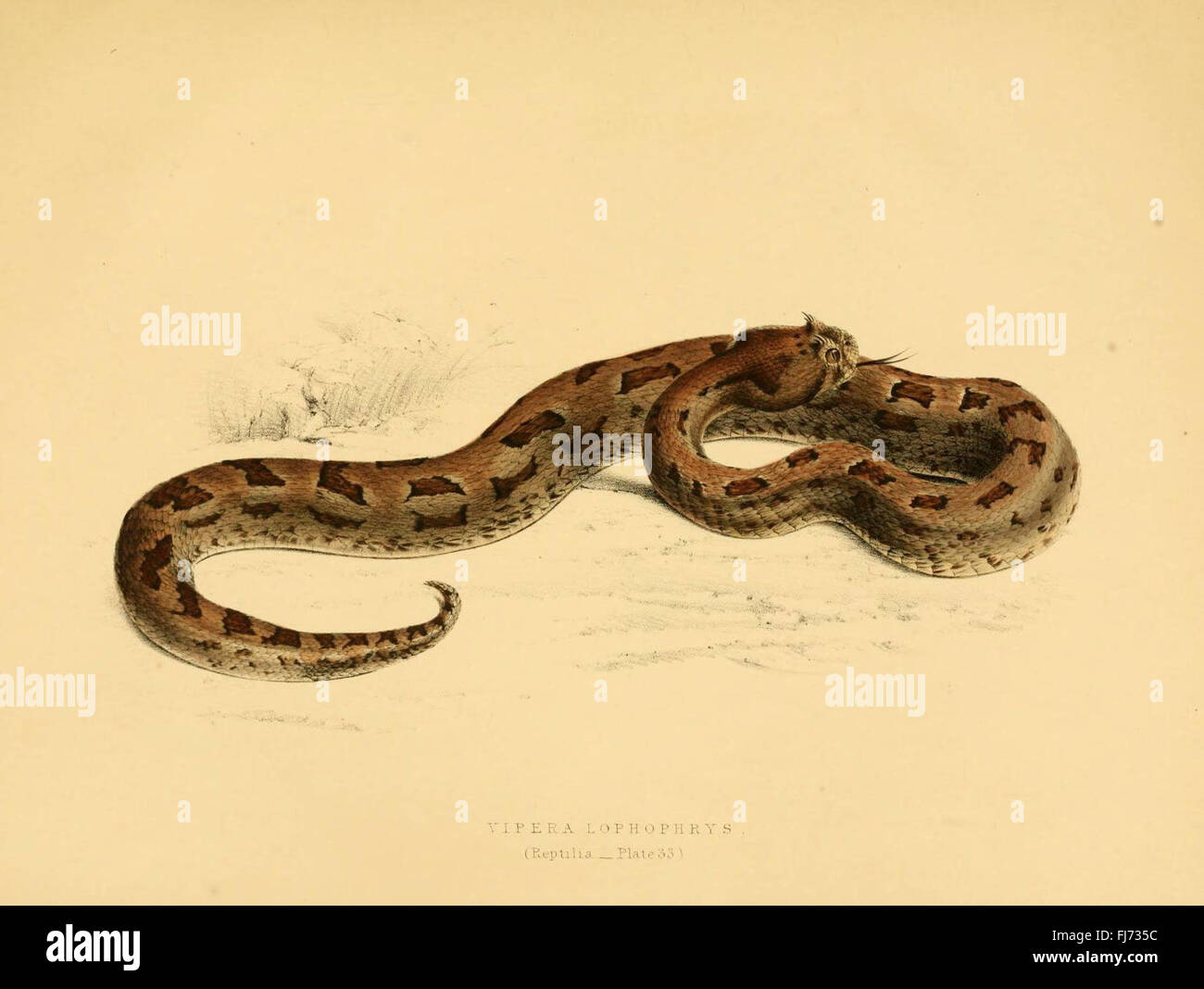This zoological collection highlights the diverse wildlife of South ...