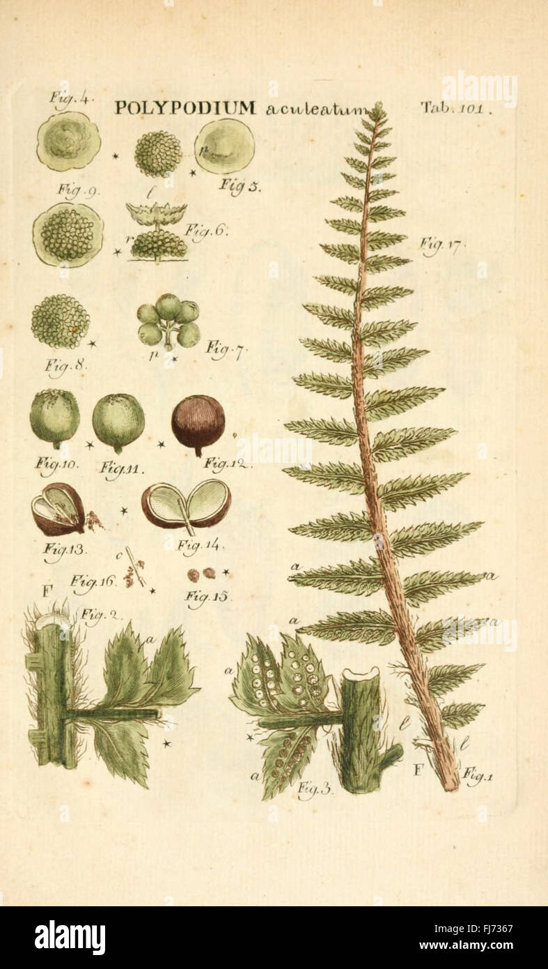 An illustration detailing Carl Linnaeus's sexual system of plant ...
