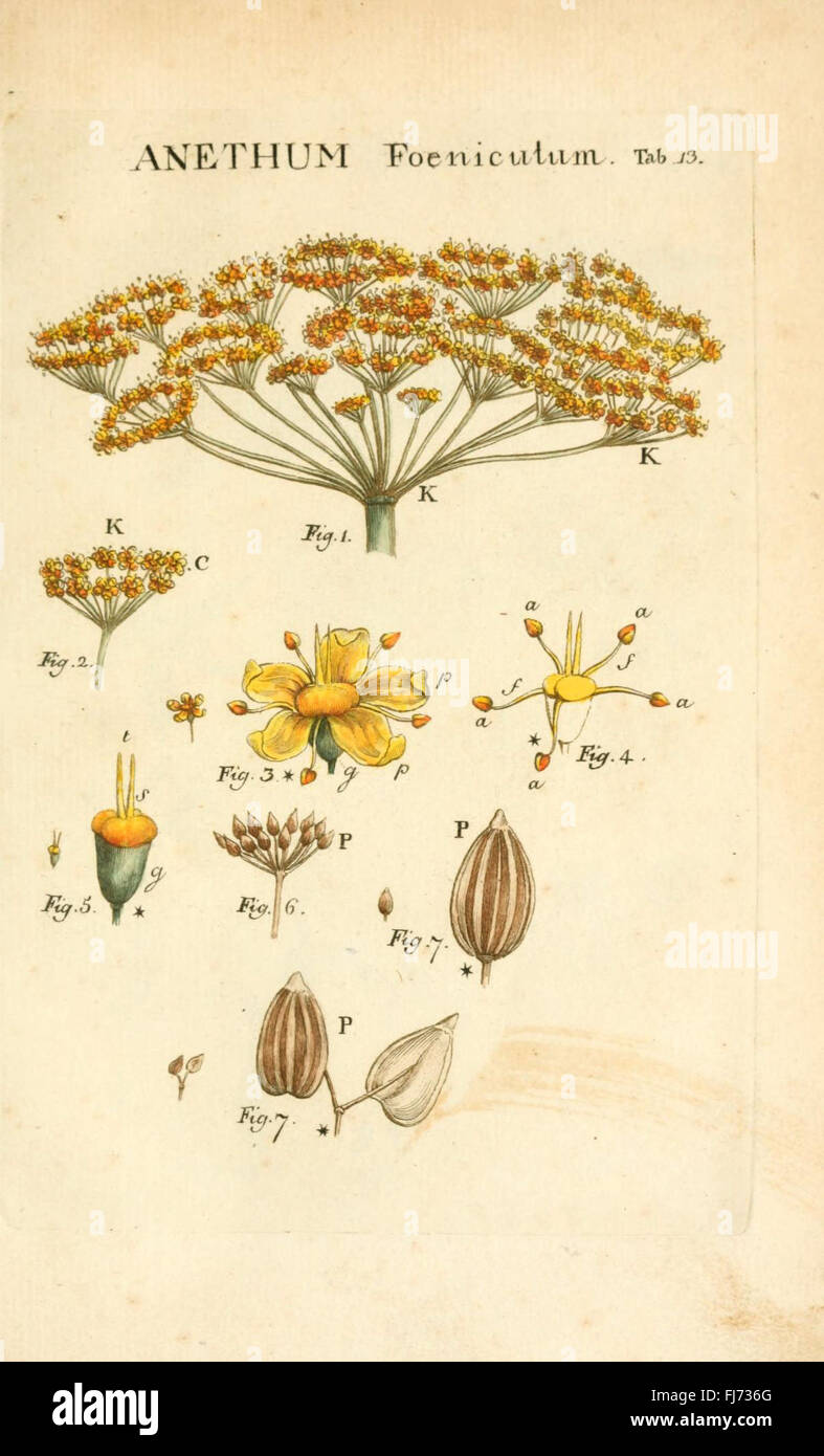 Illustration of Linnaean Sexual System, Classification, Pictorial Works ...