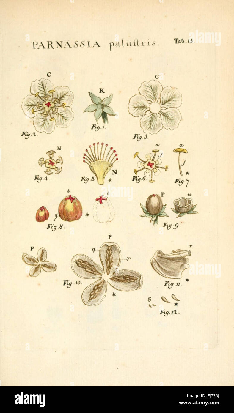An early botanical illustration and classification work based on Carl ...