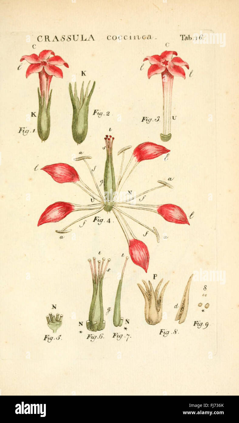 The Illustration of Linnaeus' Sexual System, developed by Carl Linnaeus ...