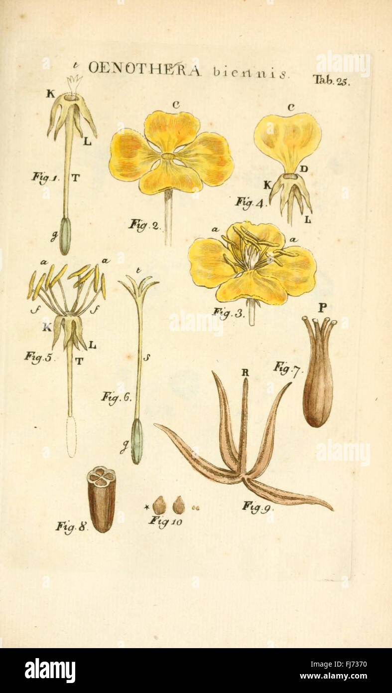 Illustratio systematis sexualis Linnaeani (Tab. 25) - Linnaean Plant ...
