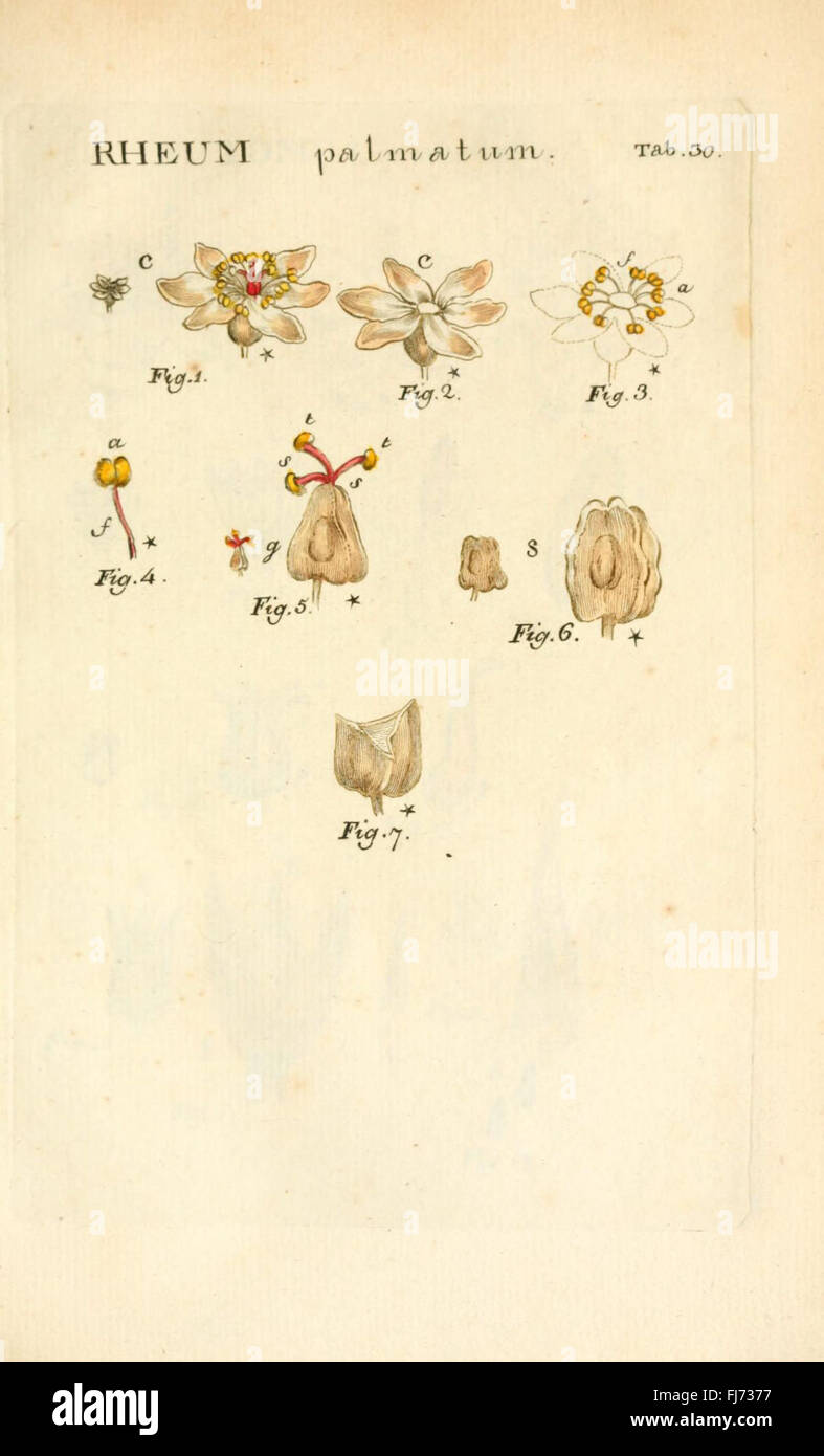 Illustratio systematis sexualis Linnaeani (Tab. 30) - Botanical ...