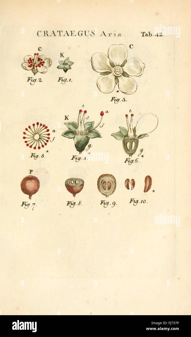 Illustration of Linnaean Sexual System – Botanical Classification ...