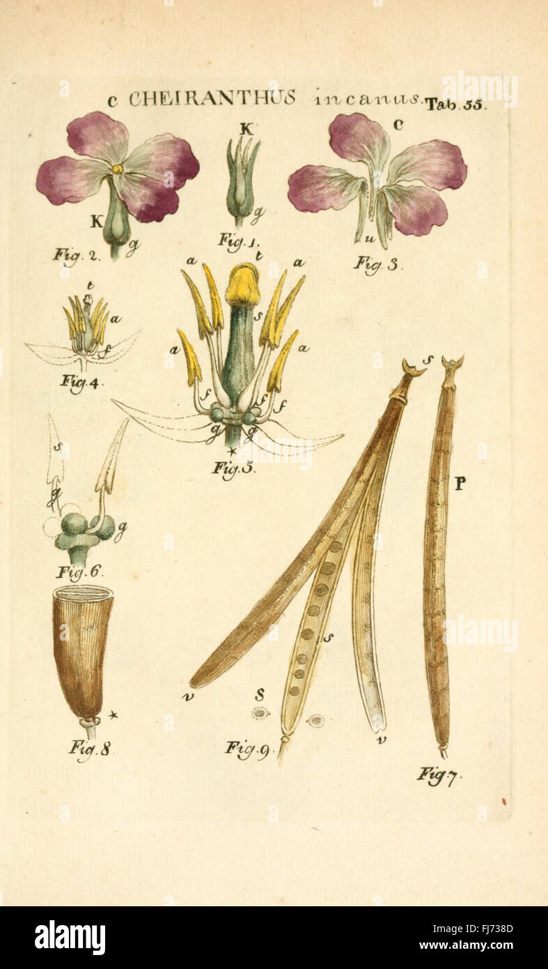 An illustration of Carl von Linné’s sexual classification system for ...