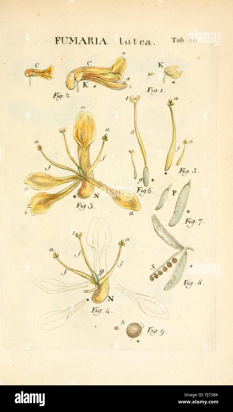 A botanical work illustrating Carl Linnaeus's system of plant ...