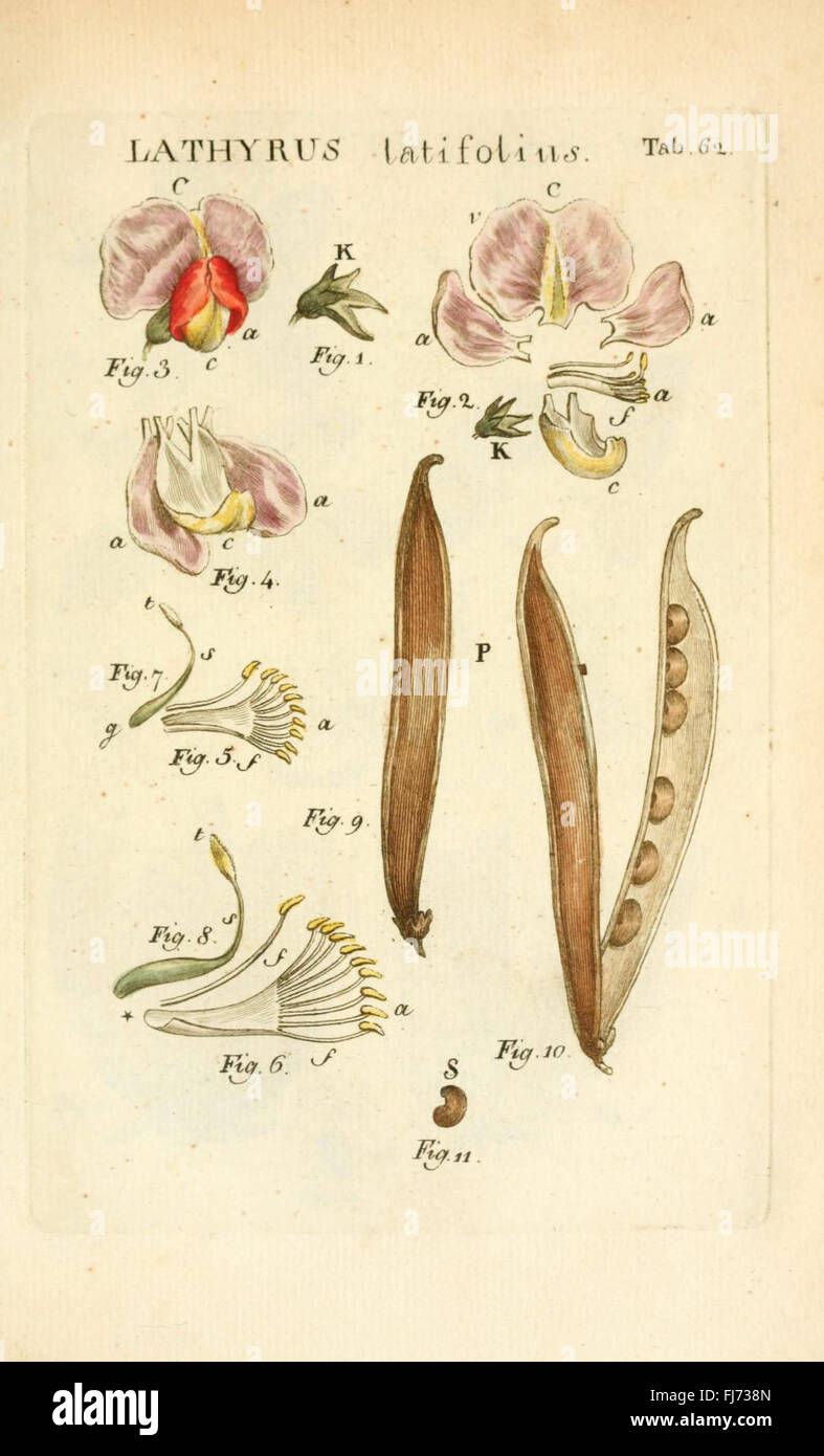 An illustration from Linnaeus's 'Systema Sexuale', depicting plant ...