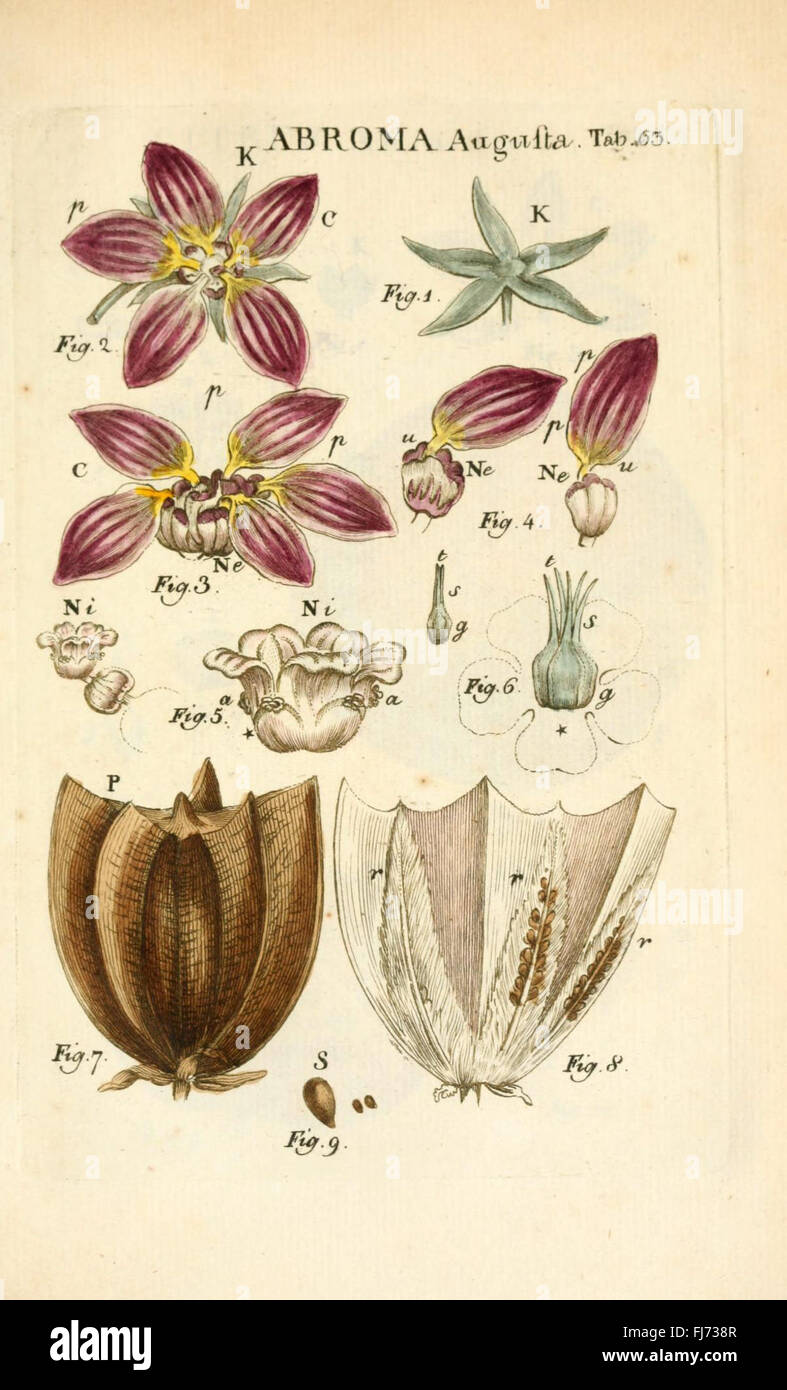 Botanical classification system by Carl Linnaeus, with illustrated ...