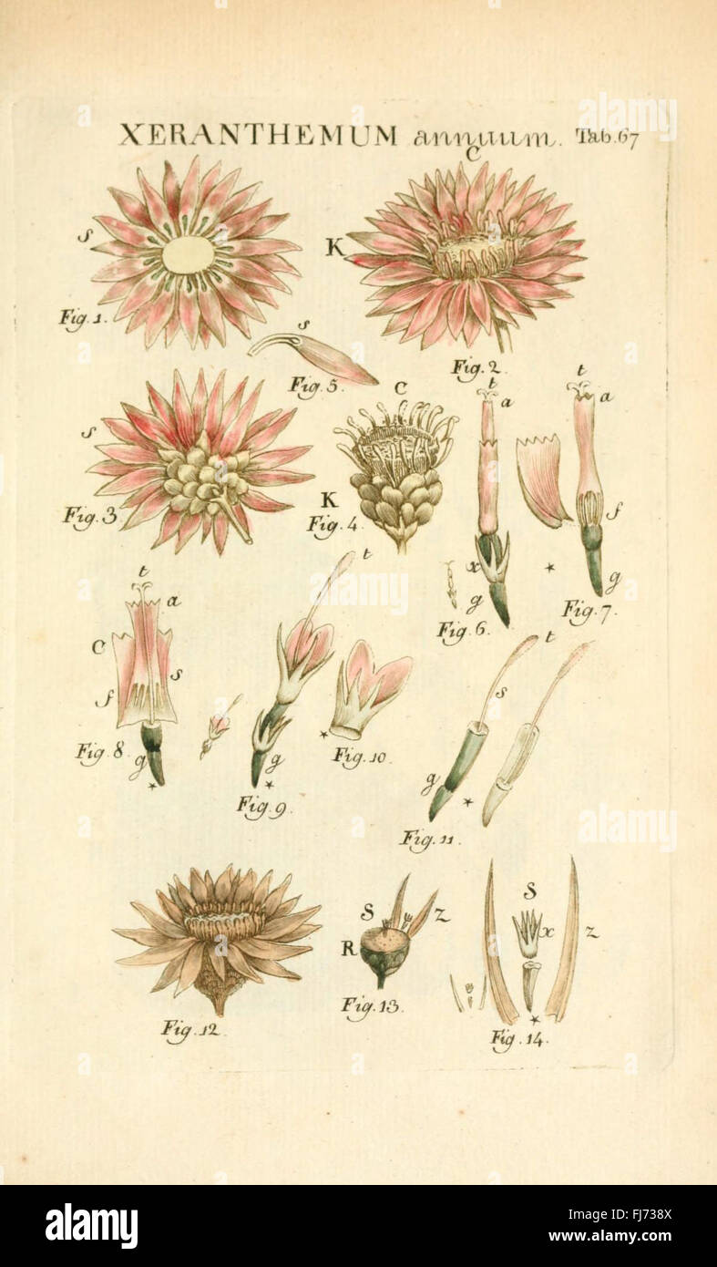 Illustratio Systematis Sexualis Linnaeani (Tab. 67) - An illustrated ...