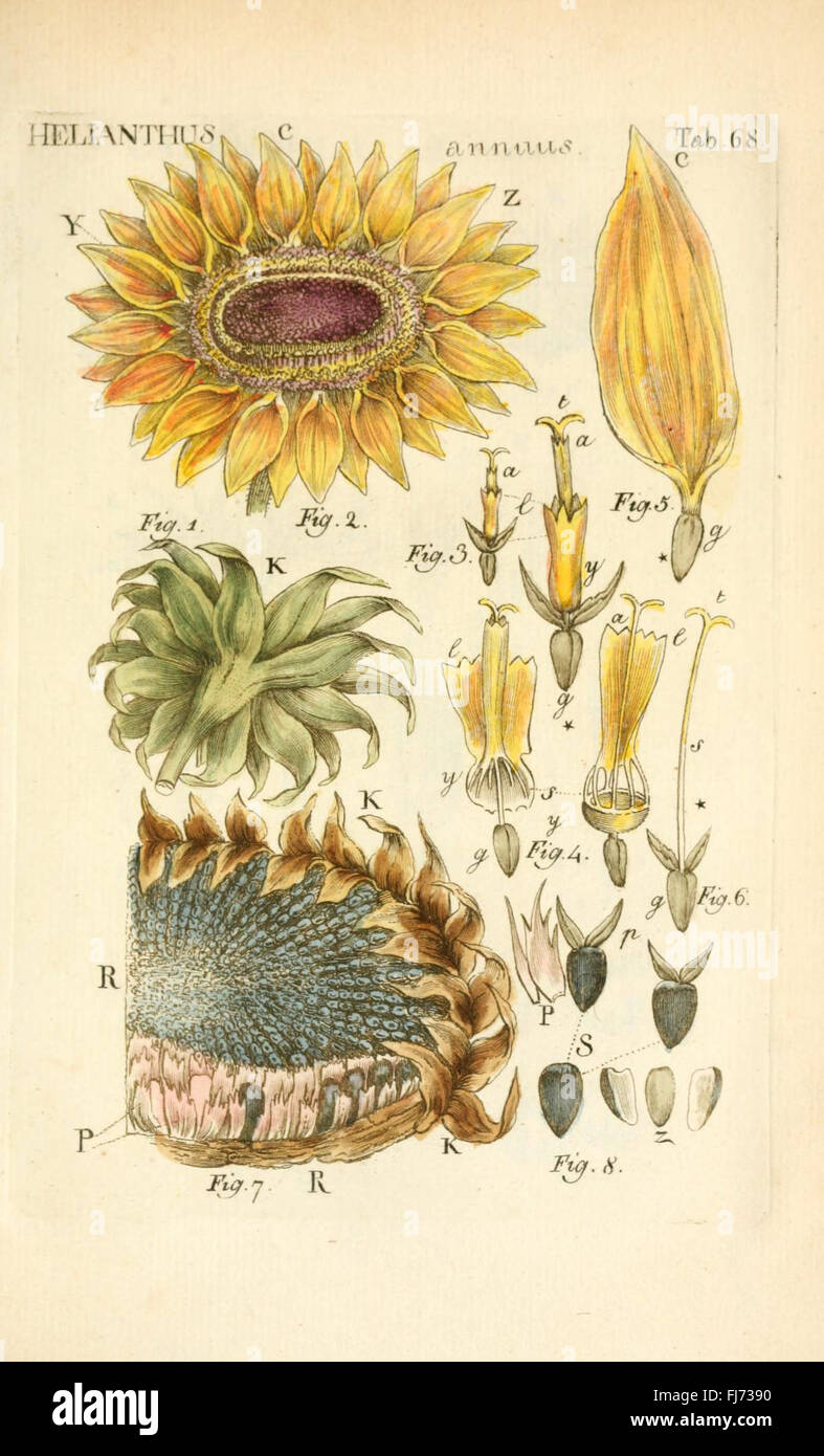 An 18th century illustration of Linnaeus' sexual classification system ...