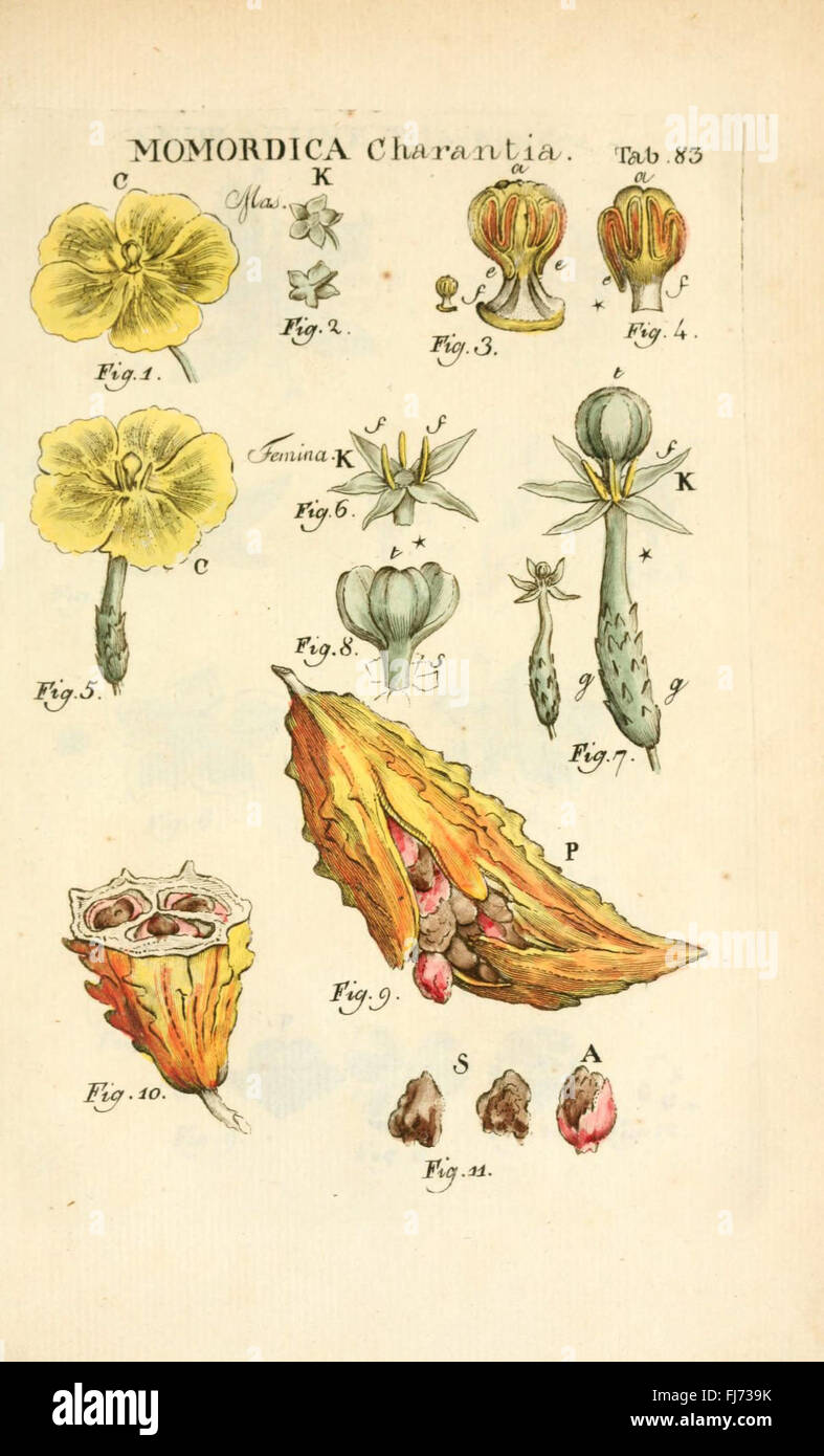 A plate illustrating the sexual classification system of Carl Linnaeus ...