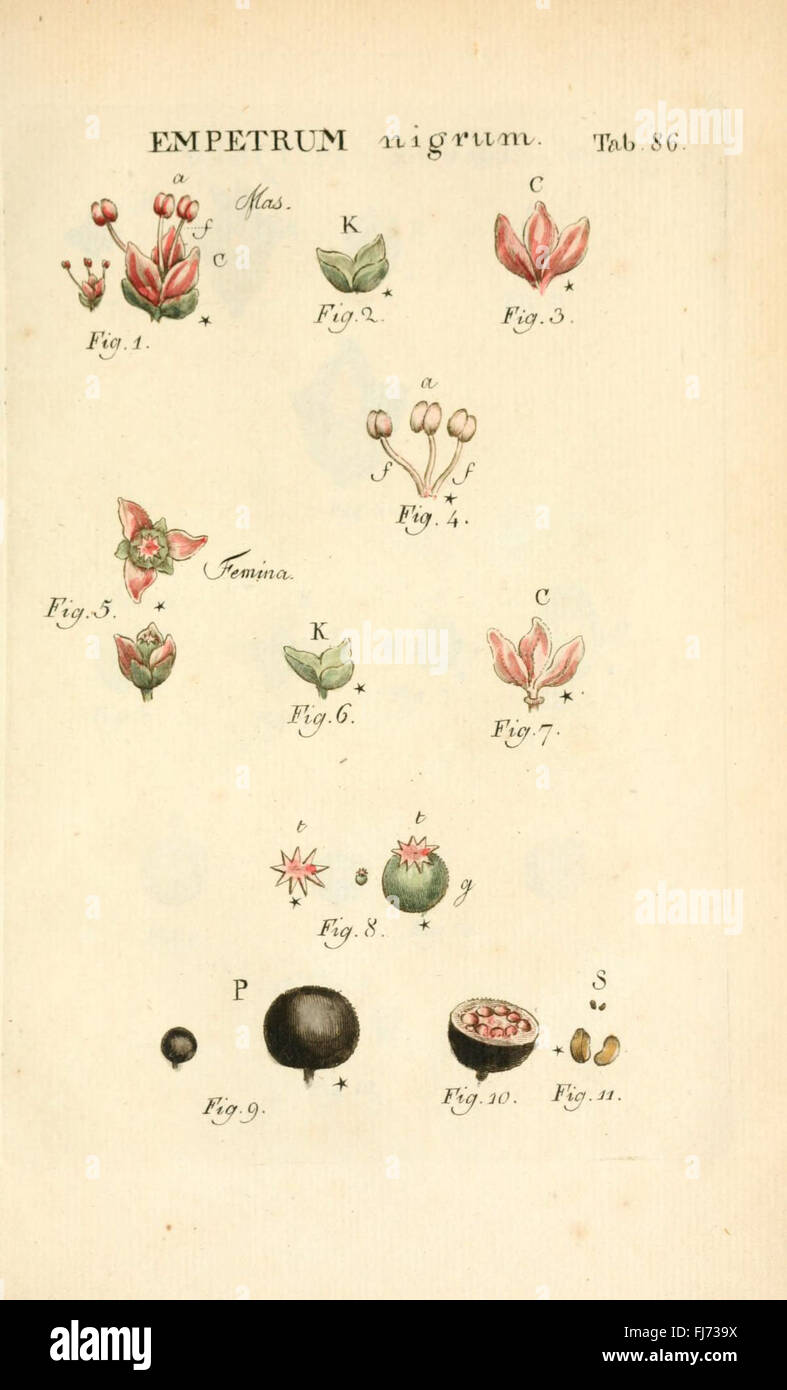 An illustration from Carl Linnaeus' sexual system, highlighting plant ...
