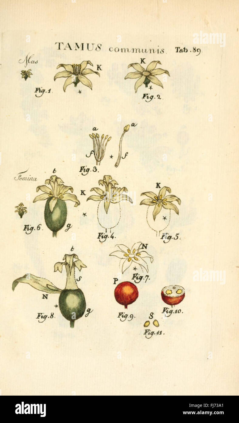 Illustratio systematis sexualis Linnaeani (Tab. 89) - A depiction of ...
