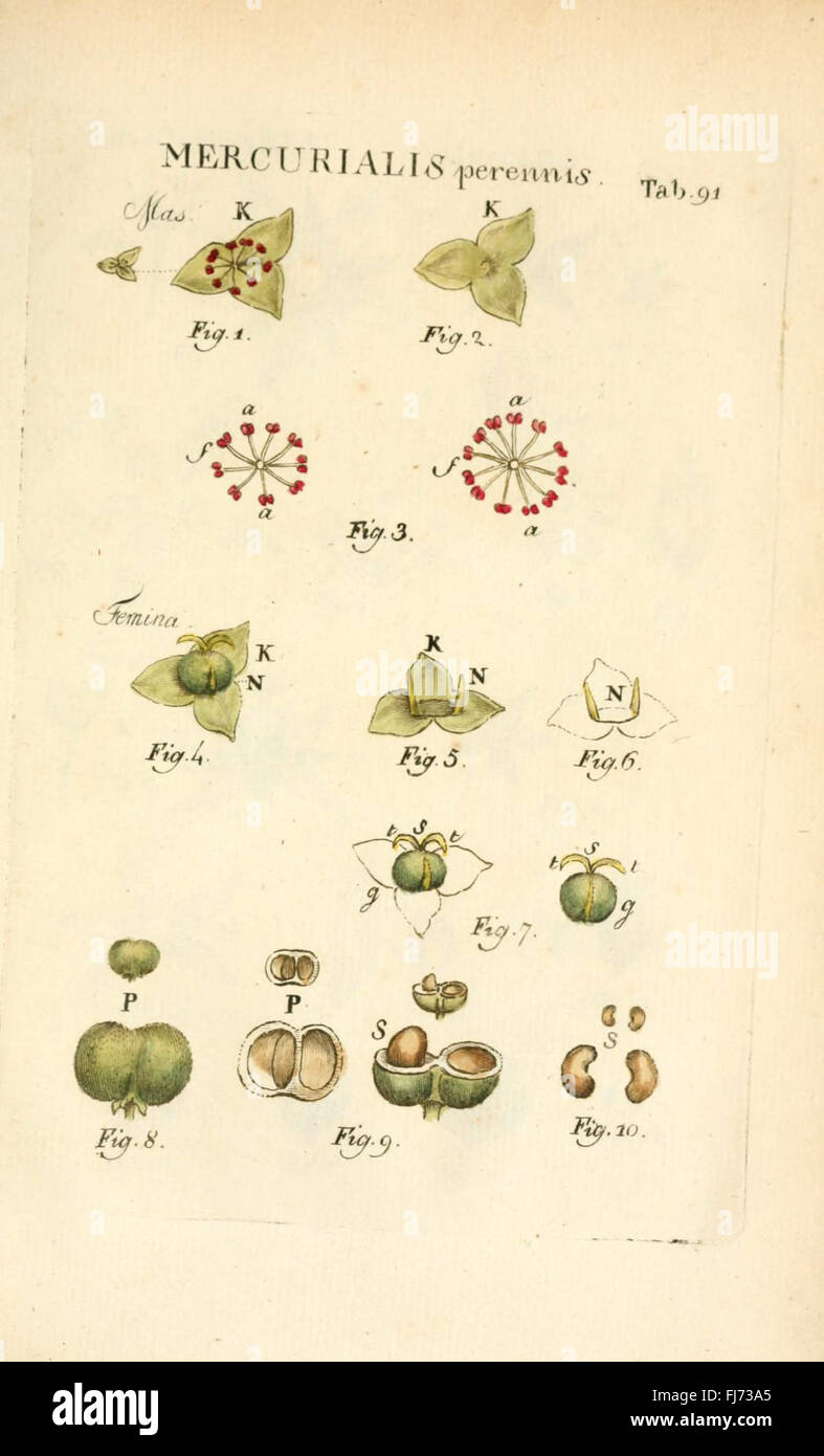 A visual representation of Linnaeus' sexual system of plant ...