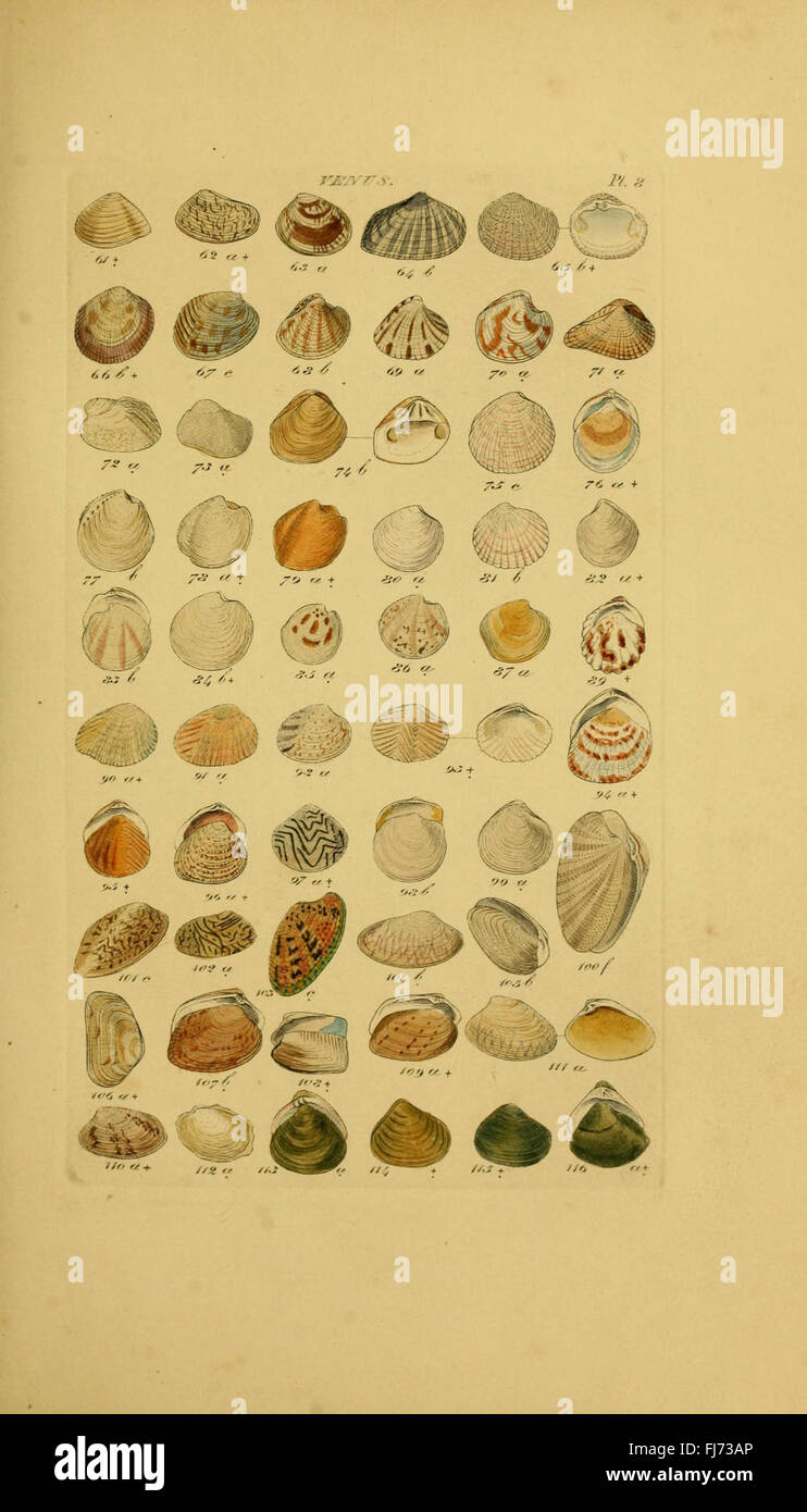 Mollusk cataloging hi-res stock photography and images - Alamy