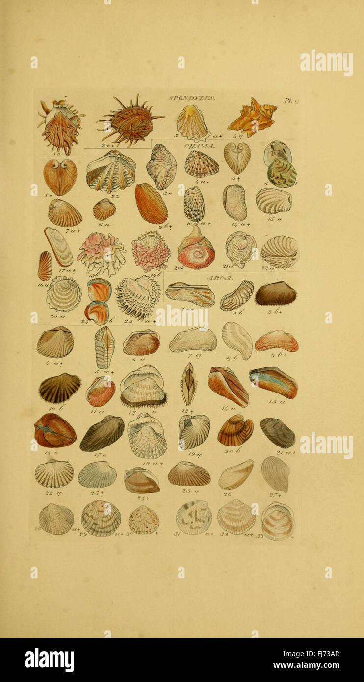 Index testaceologicus, Mollusk shell catalog, Shell species Stock Photo ...