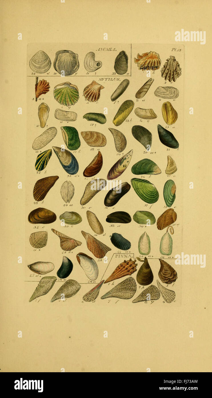 A conchological catalog listing various species of mollusks and shells ...