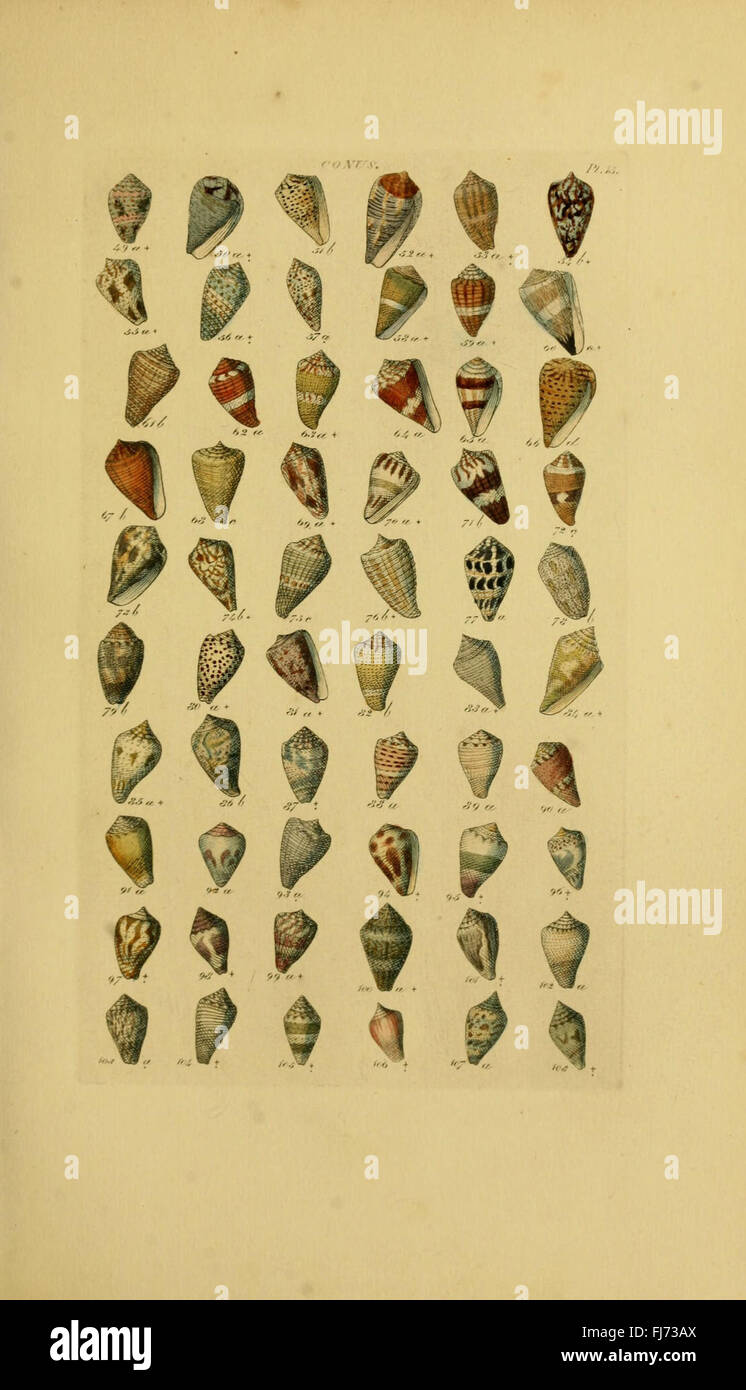 Mollusks shells hi-res stock photography and images - Alamy