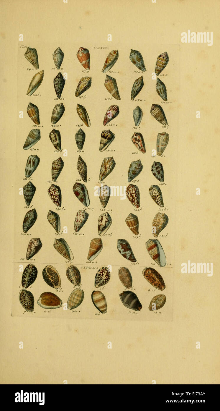 Index Testaceologicus, a scientific catalog of mollusk shells and their ...