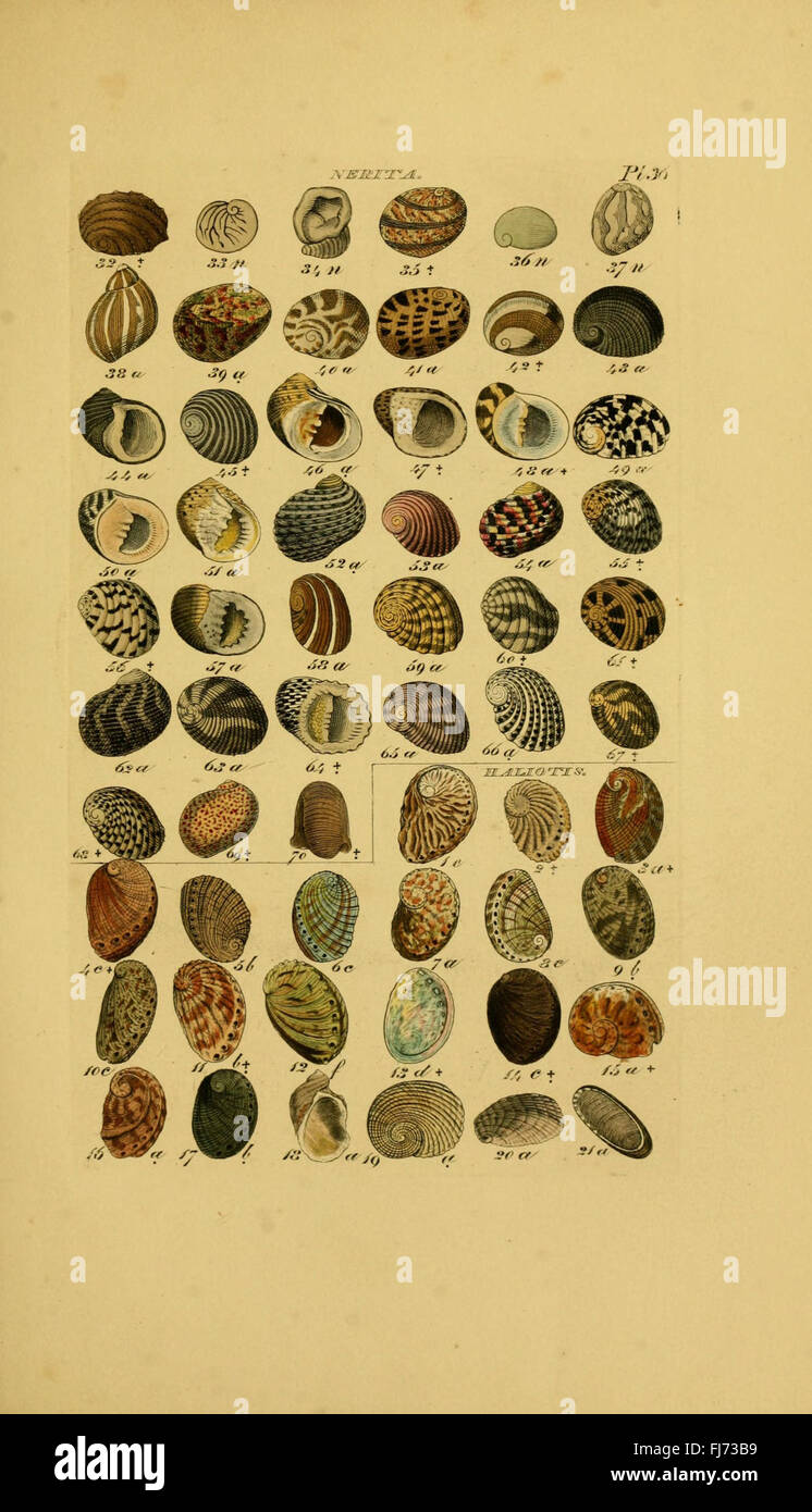 A comprehensive catalog of mollusk and shell species, detailing their ...