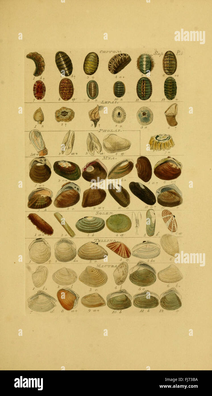 Mollusks and shells hi-res stock photography and images - Alamy