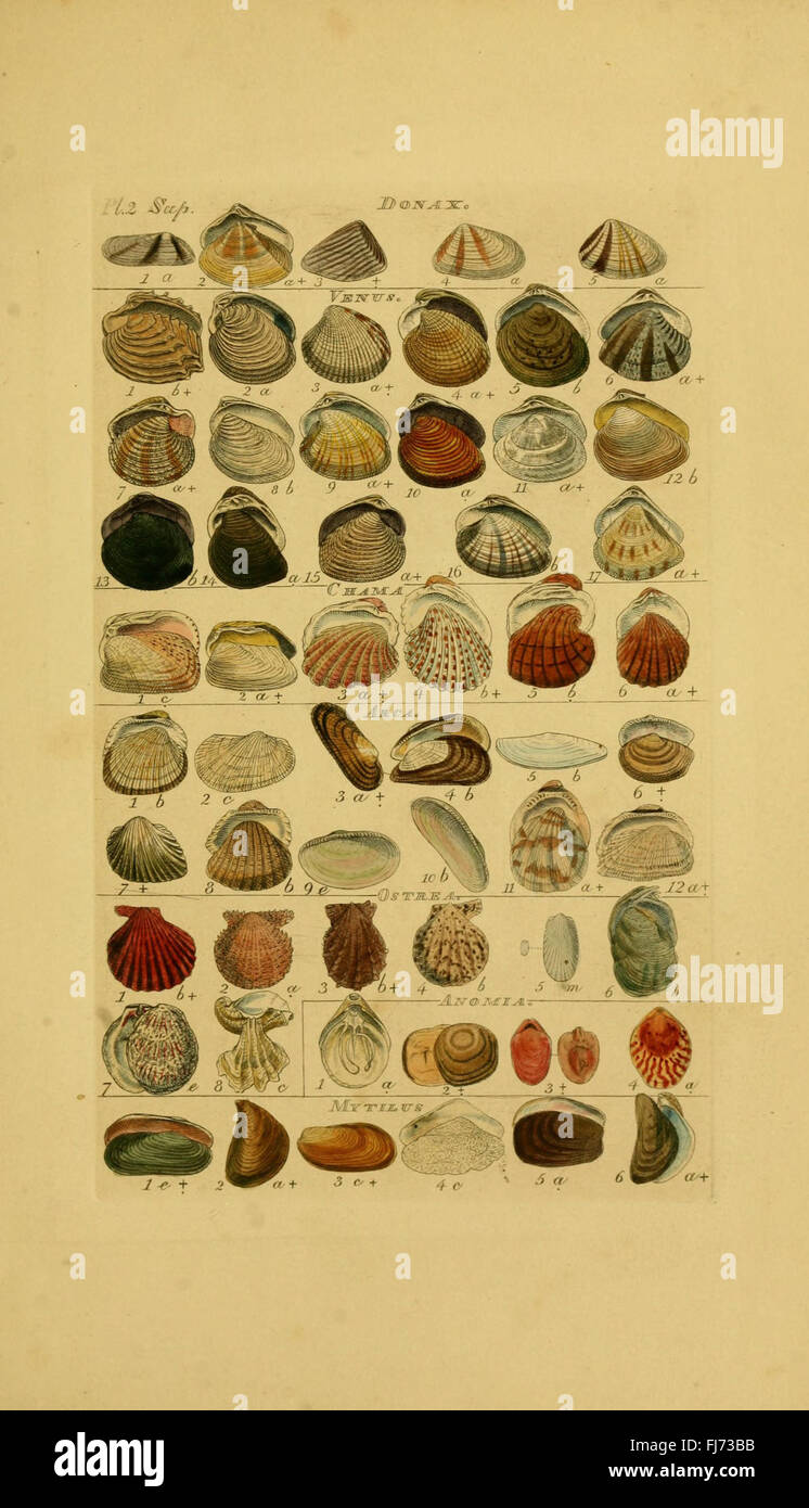 Taxonomy of shells hi-res stock photography and images - Alamy