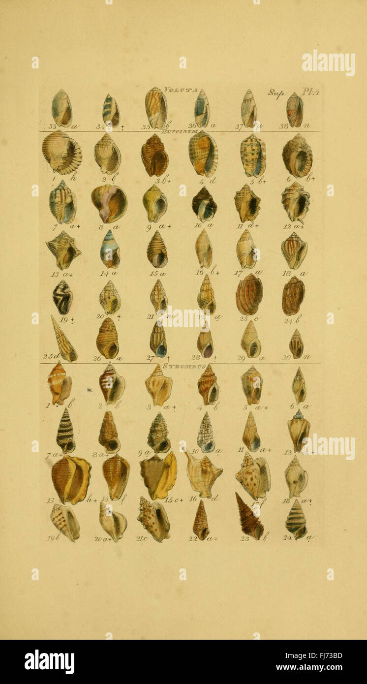 A detailed catalog of shell species, featuring illustrations and ...