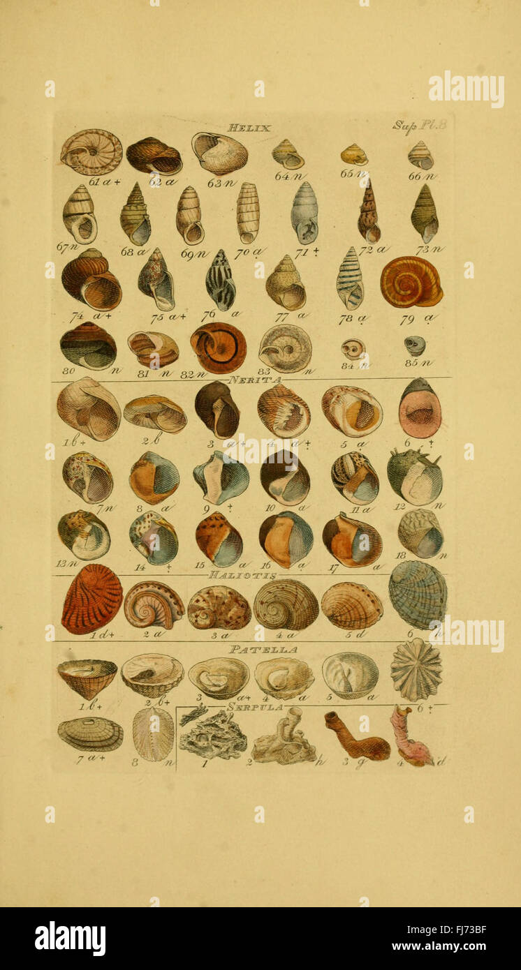 Index organisms hi-res stock photography and images - Alamy