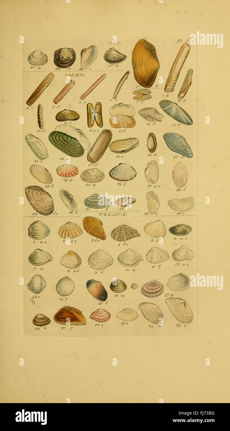 Index Testaceologicus: A catalog of mollusk shells and their species ...