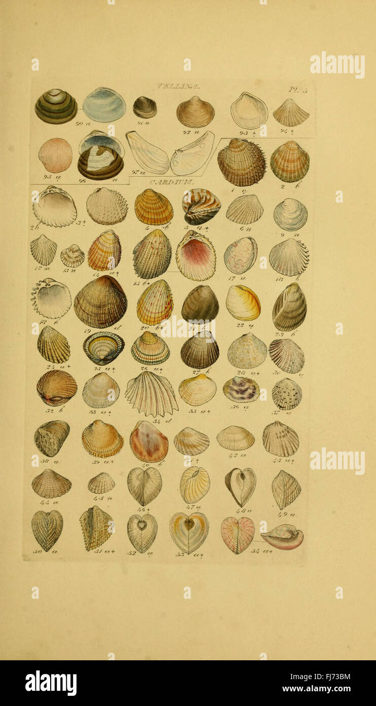 A catalog of mollusk shells, highlighting various species with ...