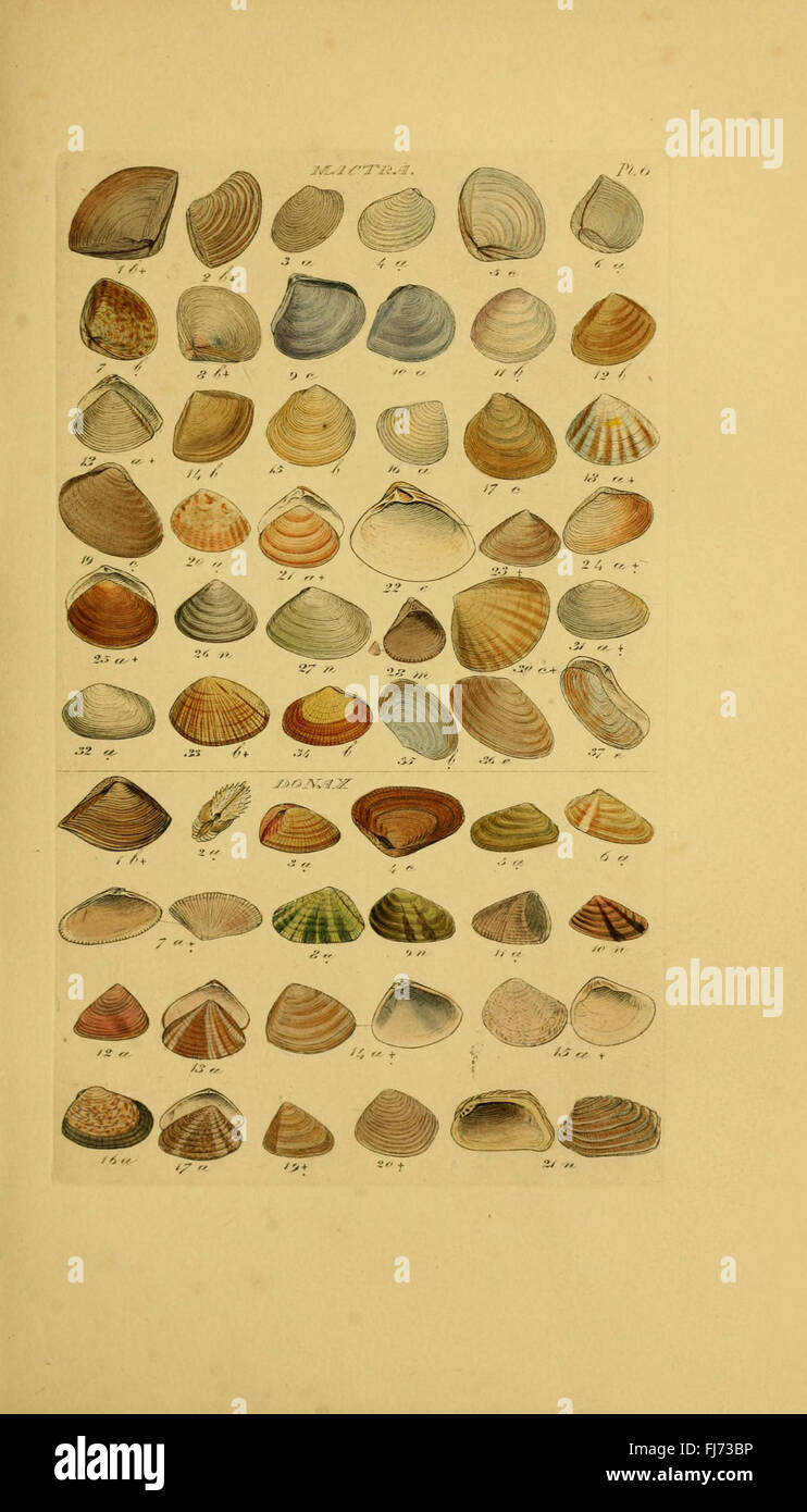 A comprehensive catalog of mollusks and shells, detailing various ...
