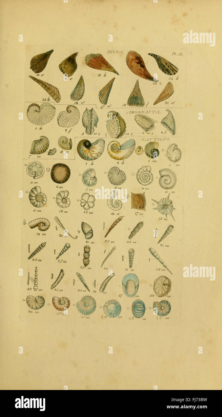 Scientific classification of mollusk shells with detailed descriptions ...