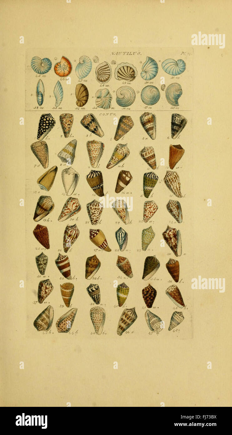 Detailed index of molluscan species, focusing on their classification ...